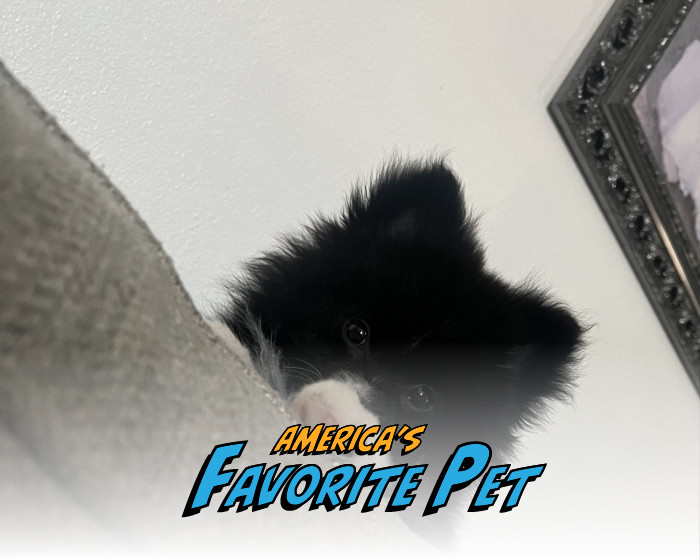 Cosmo | America's Favorite Pet