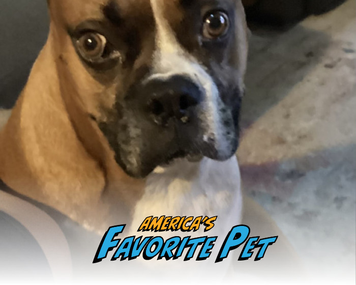 Roko | America's Favorite Pet