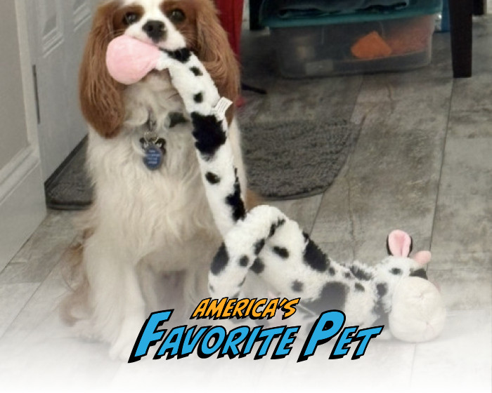 Buffett | America's Favorite Pet