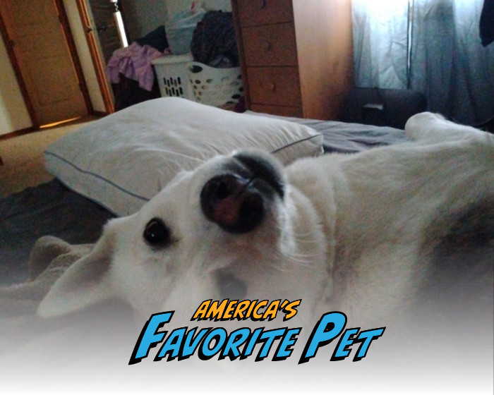 Max | America's Favorite Pet