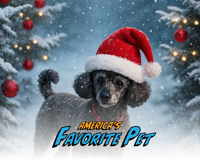 Happy Girl | America's Favorite Pet