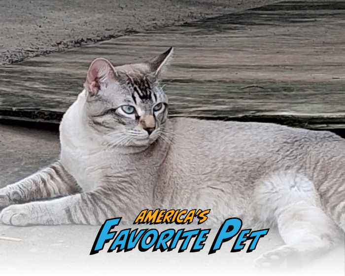 Og | America's Favorite Pet