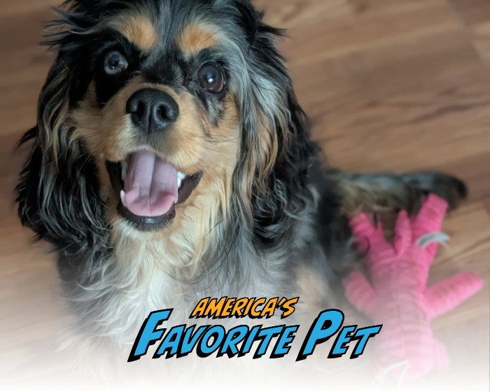 Poppy | America's Favorite Pet