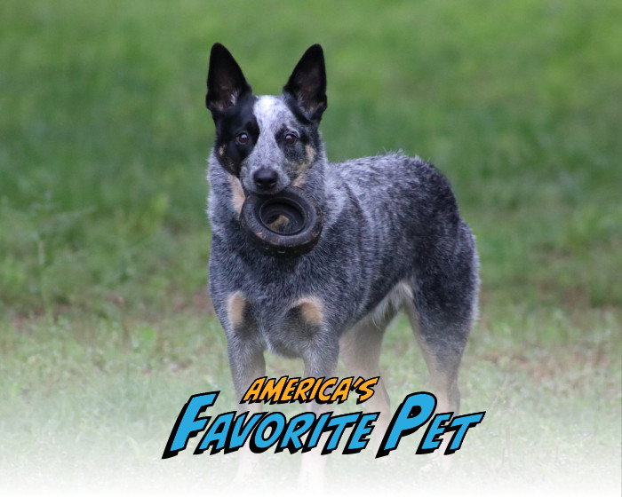 Riley | America's Favorite Pet