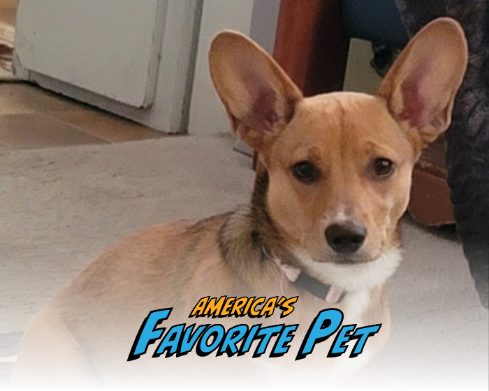 FREYA | America's Favorite Pet