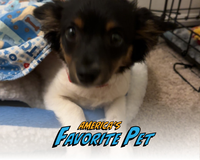 Milo | America's Favorite Pet