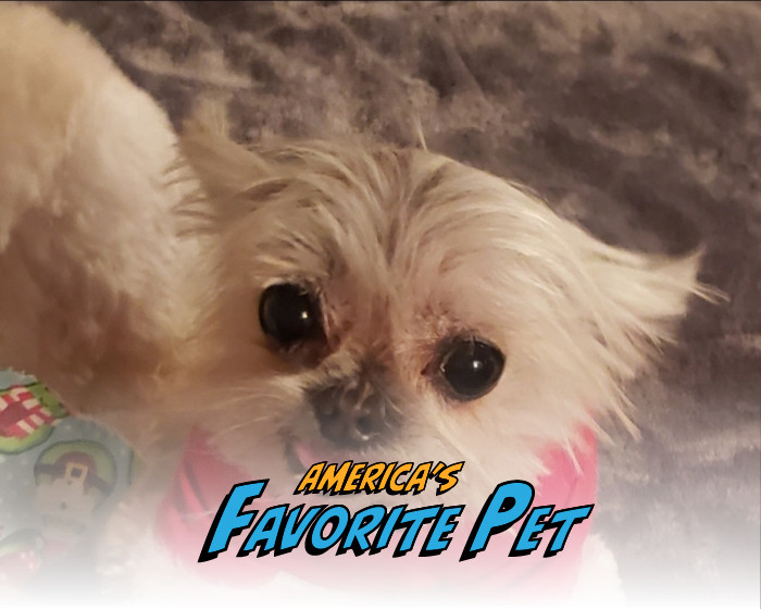 Violet | America's Favorite Pet