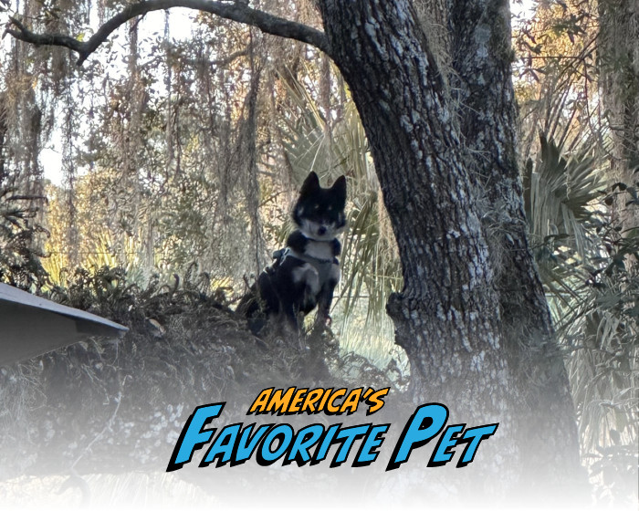 Gypsy | America's Favorite Pet