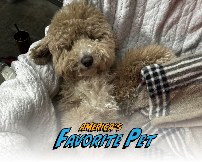 Tucker | America's Favorite Pet