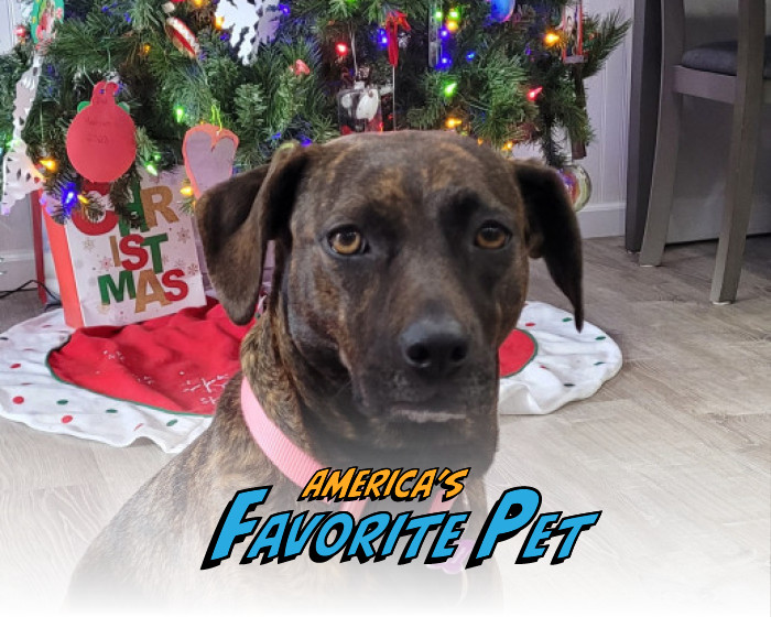 Roxy | America's Favorite Pet