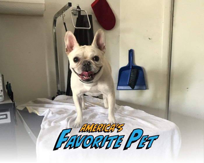 Penelope | America's Favorite Pet
