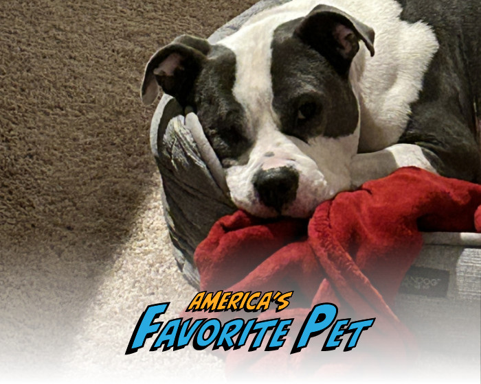 Tiger | America's Favorite Pet